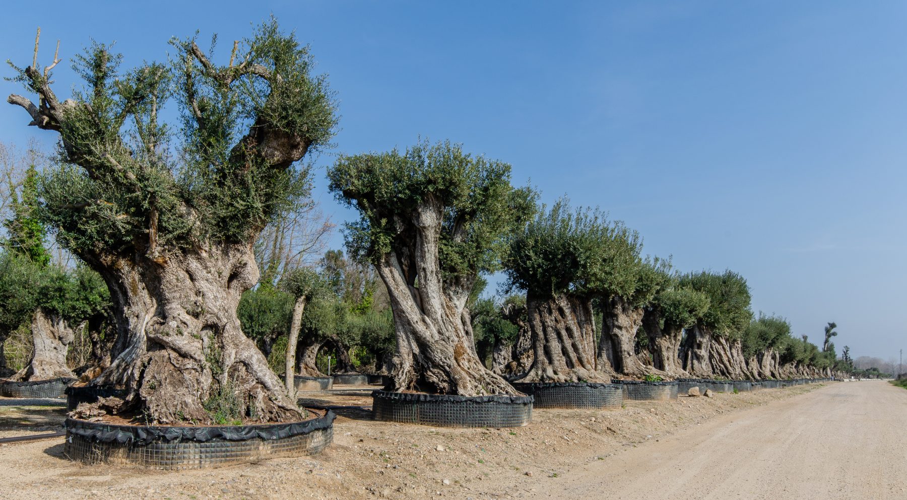 Millenary olive trees | Olive Tree Hunters
