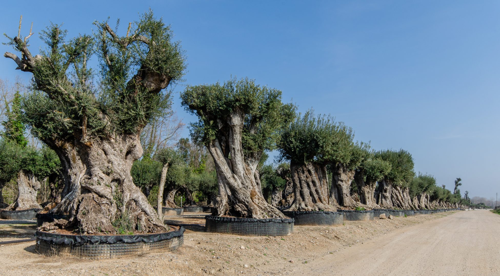 Millenary olive trees | Olive Tree Hunters