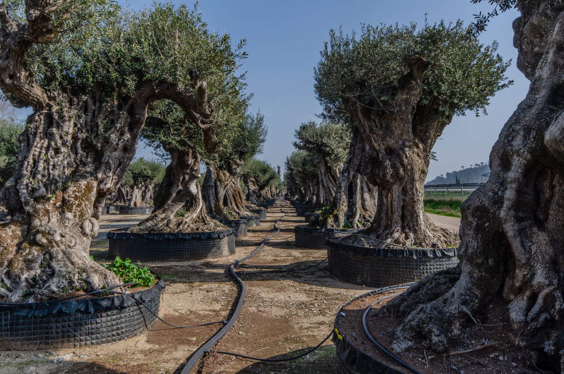 Millenary olive trees | Olive Tree Hunters