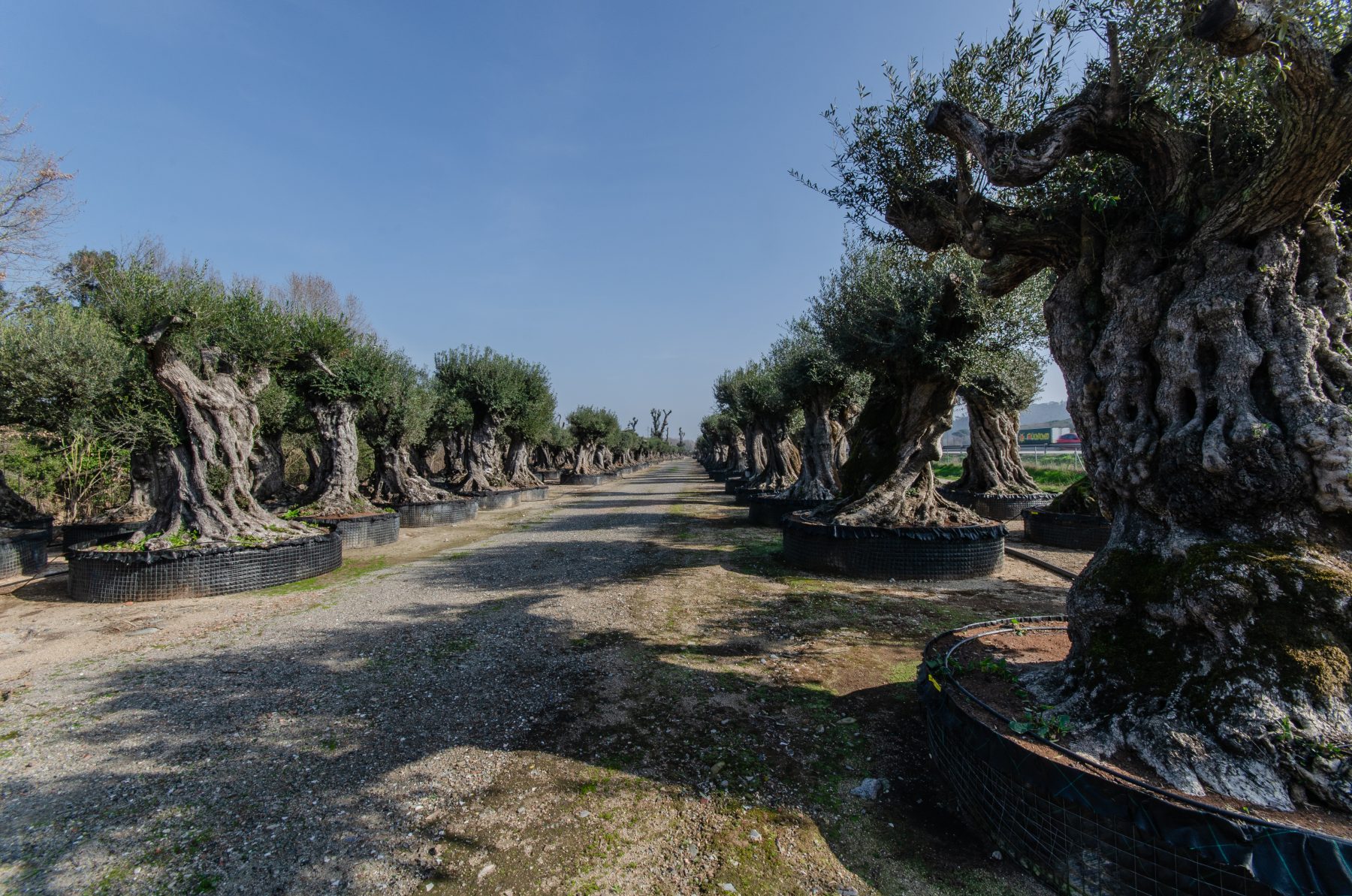 Millenary olive trees | Olive Tree Hunters