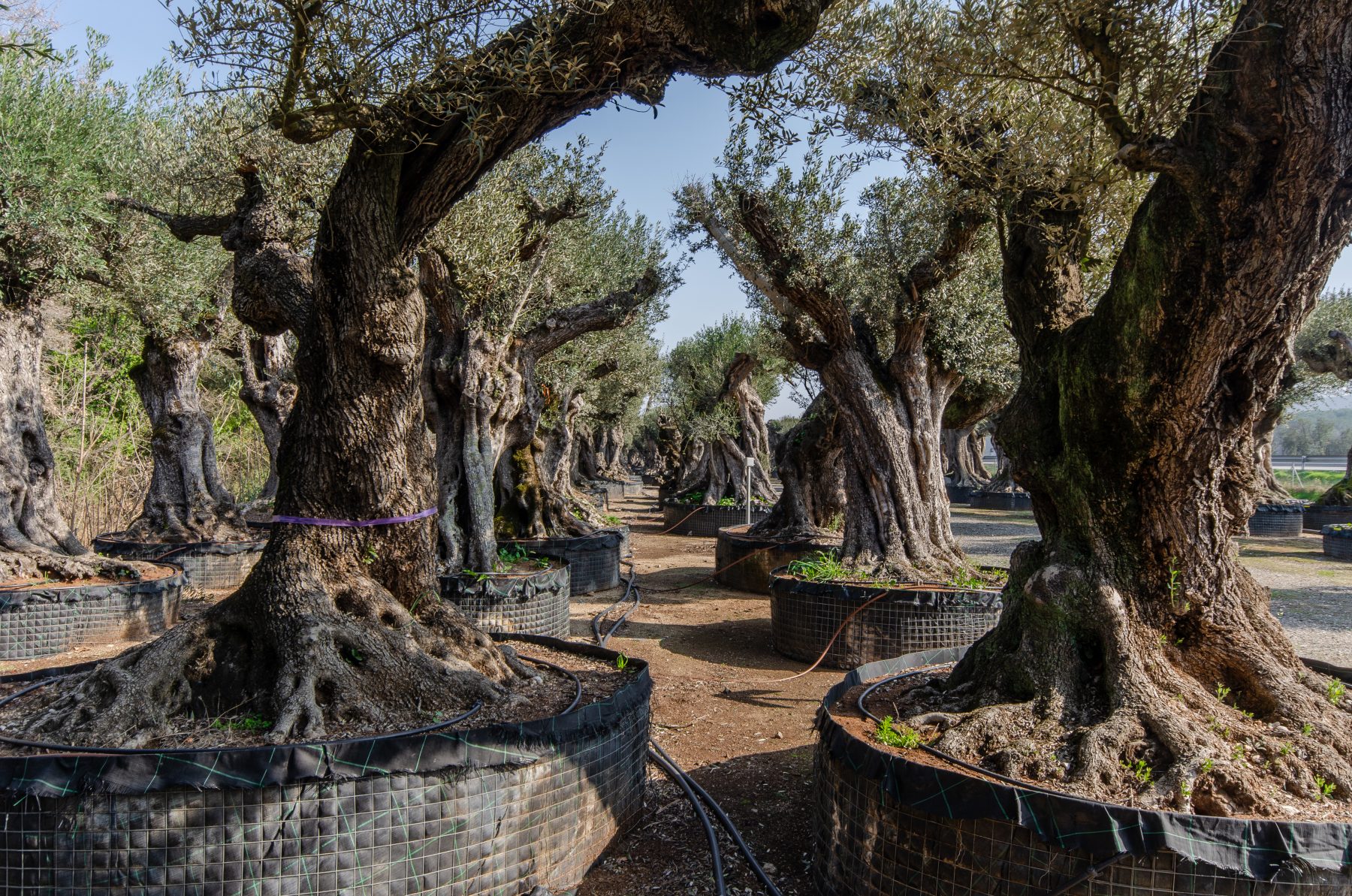 Millenary olive trees | Olive Tree Hunters