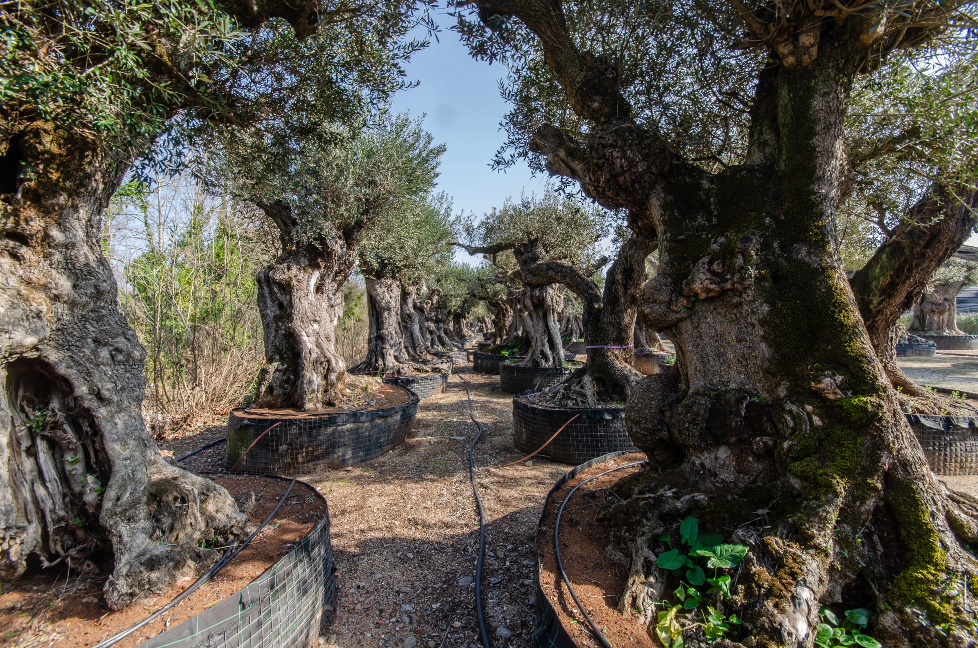 Millenary olive trees | Olive Tree Hunters