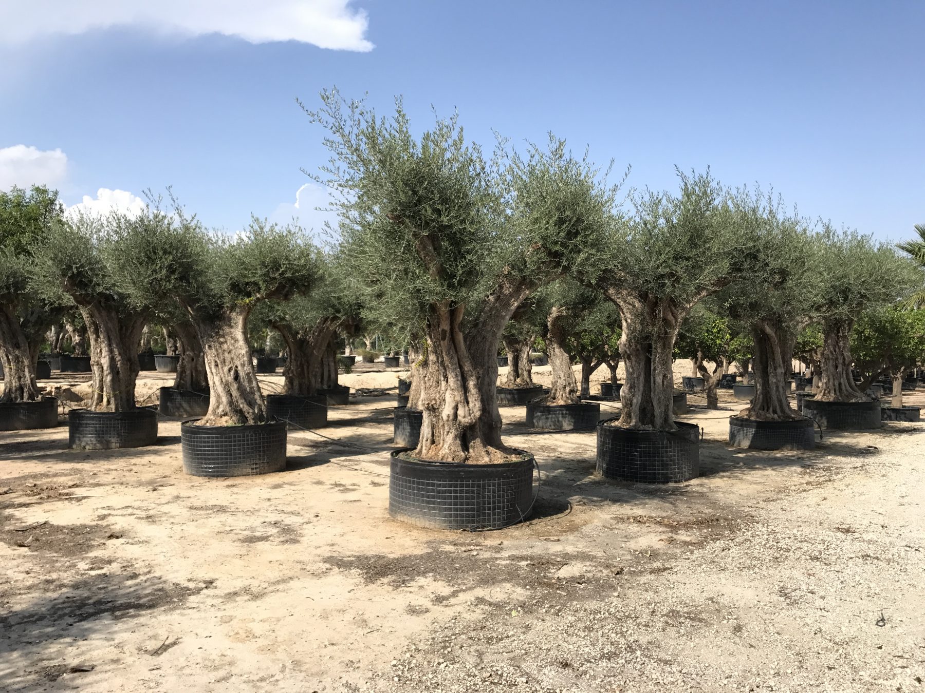 Centenary olive trees | Olive Tree Hunters
