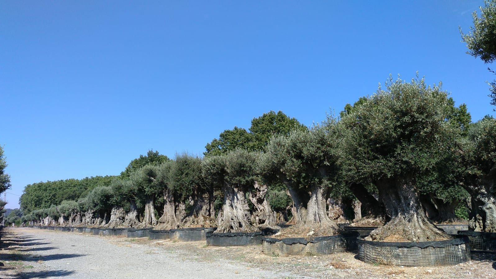 Millenary olive trees | Olive Tree Hunters