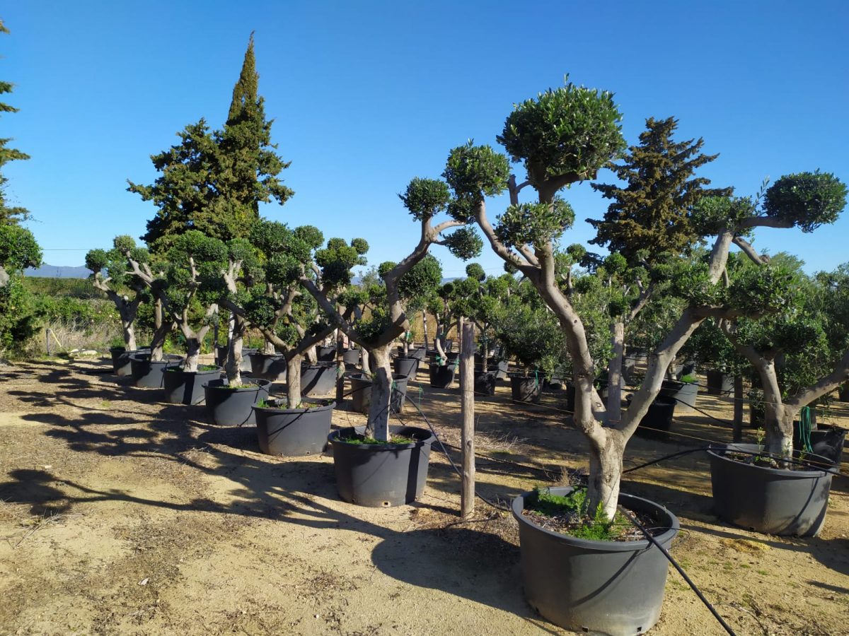 Centenary bonsai olive trees | Olive Tree Hunters