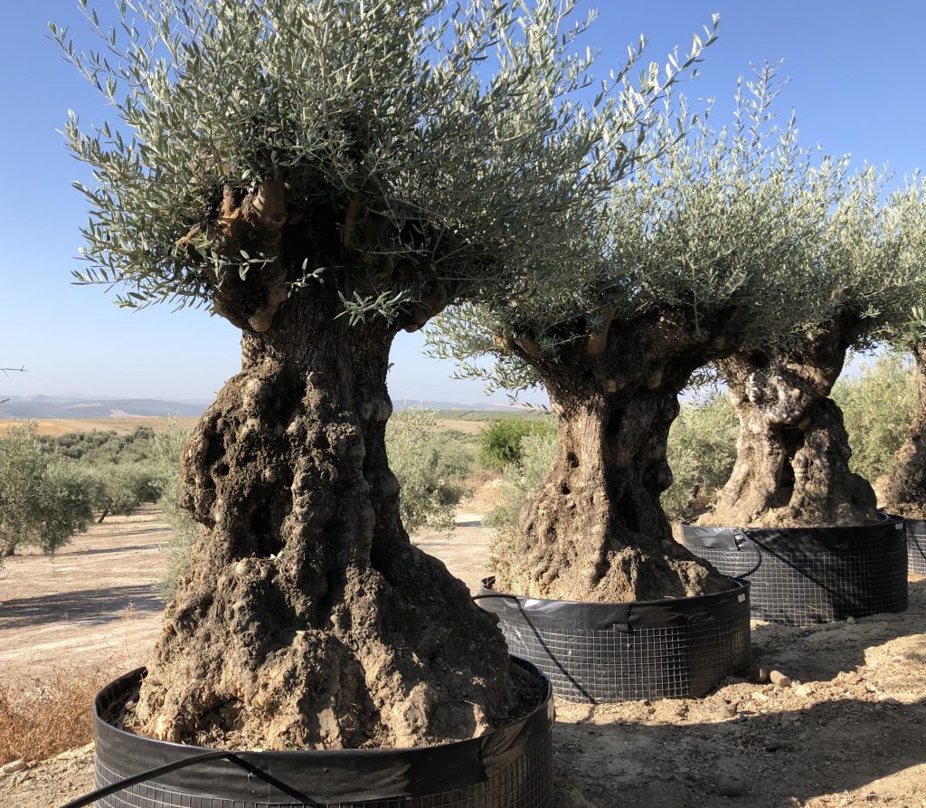 Centenary olive trees | Olive Tree Hunters