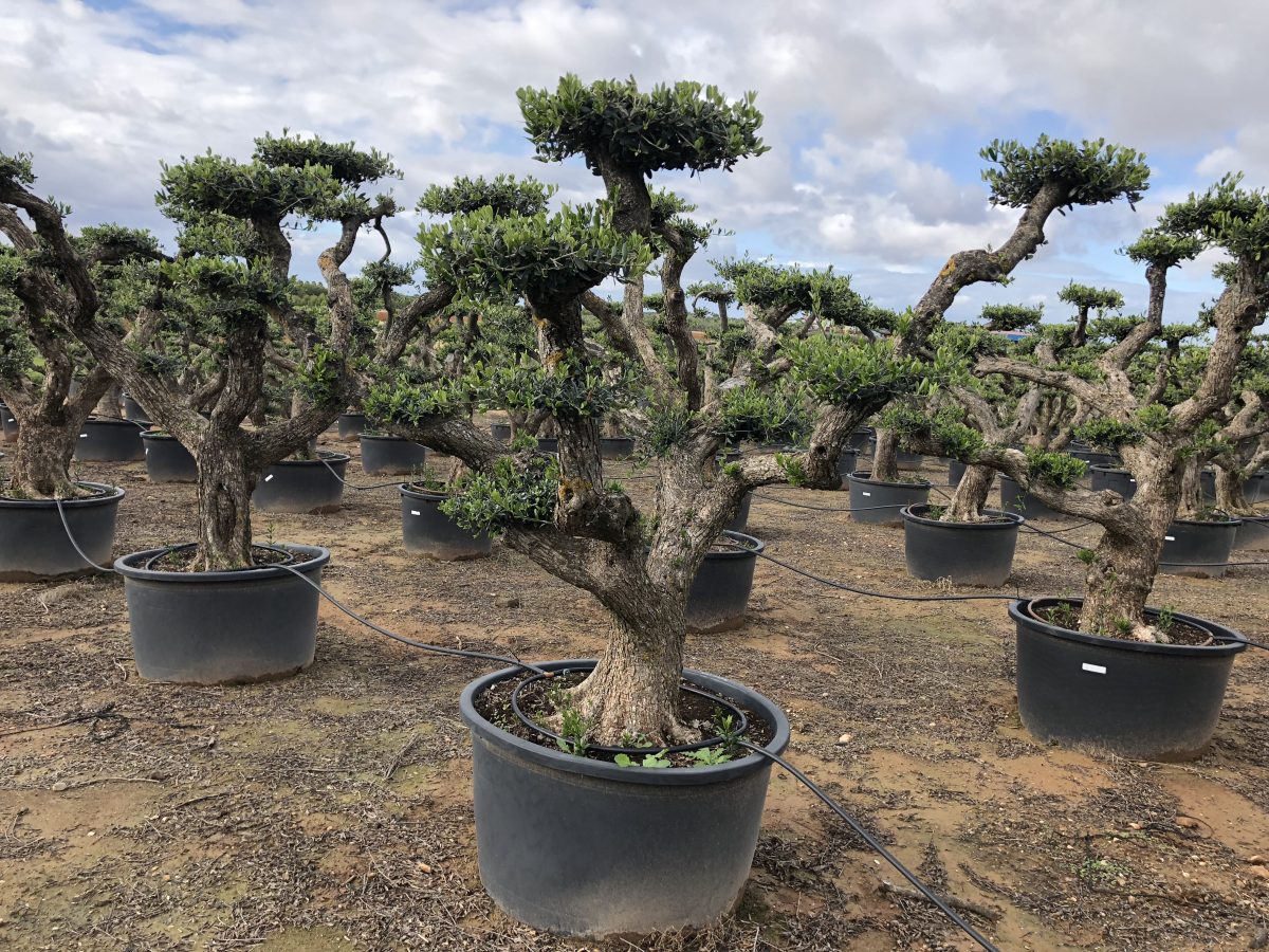 Centenary bonsai olive trees | Olive Tree Hunters