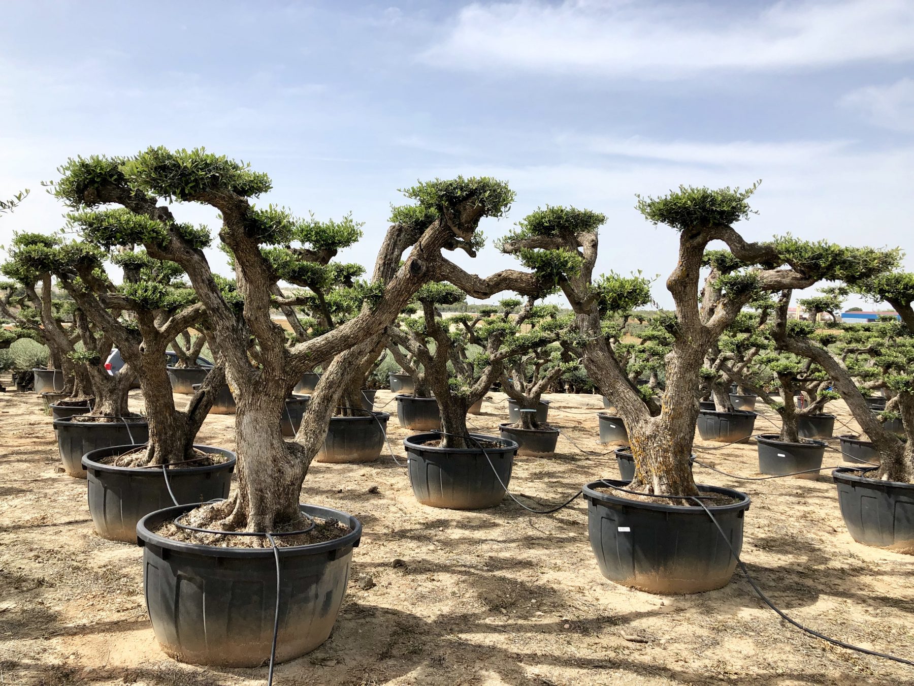 Centenary bonsai olive trees | Olive Tree Hunters