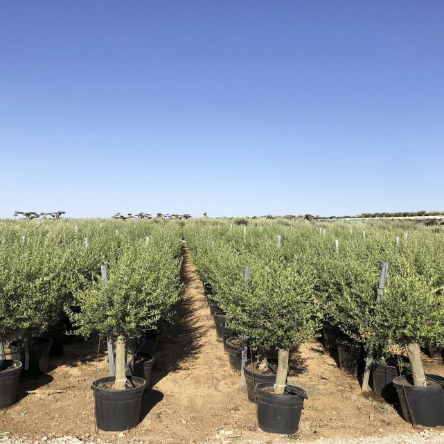 Olive Tree Hunters: Comprar Olivos Ornamentales Online