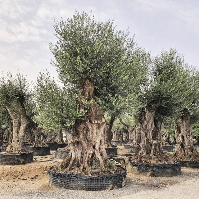Olive Tree Hunters: Comprar Olivos Ornamentales Online