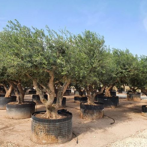 Olive Tree Hunters: Comprar Olivos Ornamentales Online