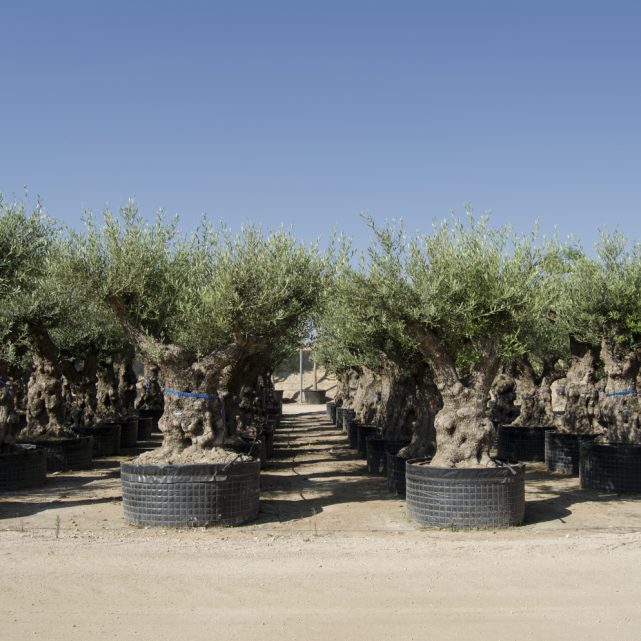 Olive Tree Hunters: Comprar Olivos Ornamentales Online